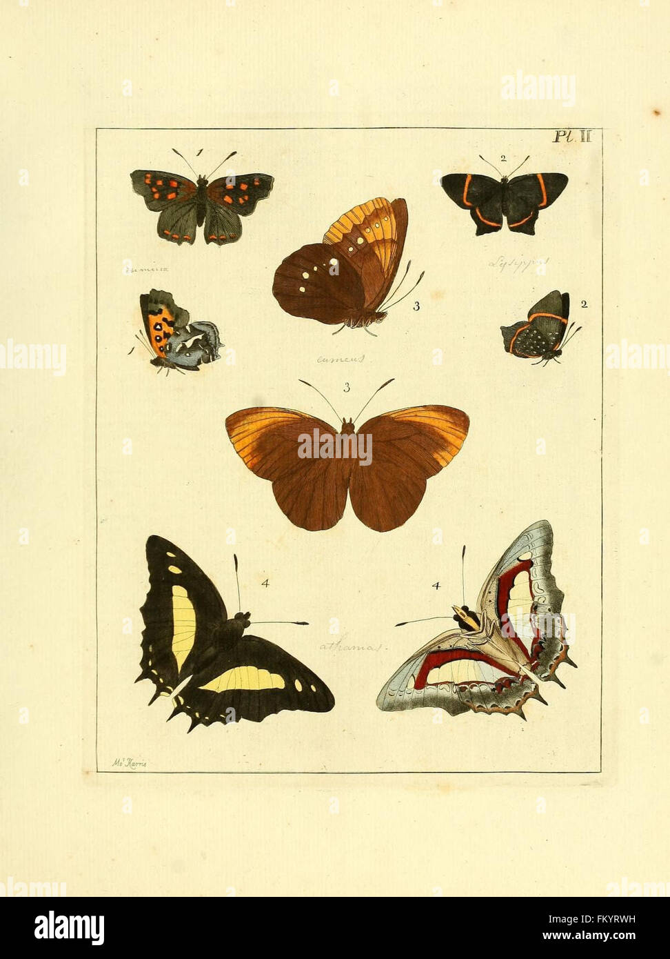 This work showcases detailed illustrations of various insect species ...