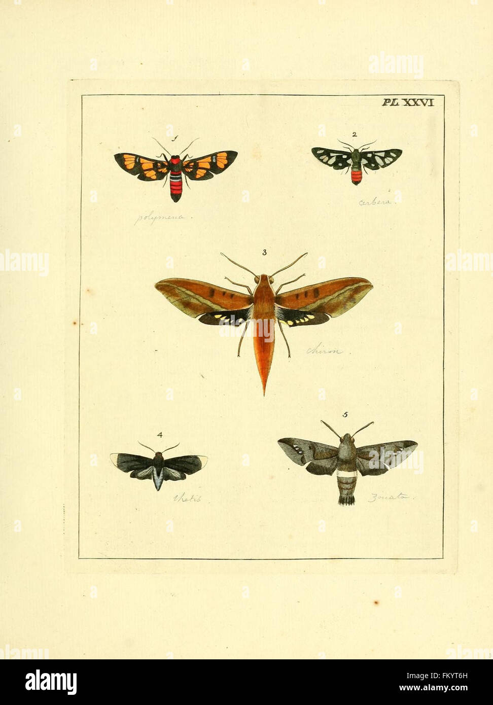 This illustration from the Smithsonian Institution Libraries displays ...