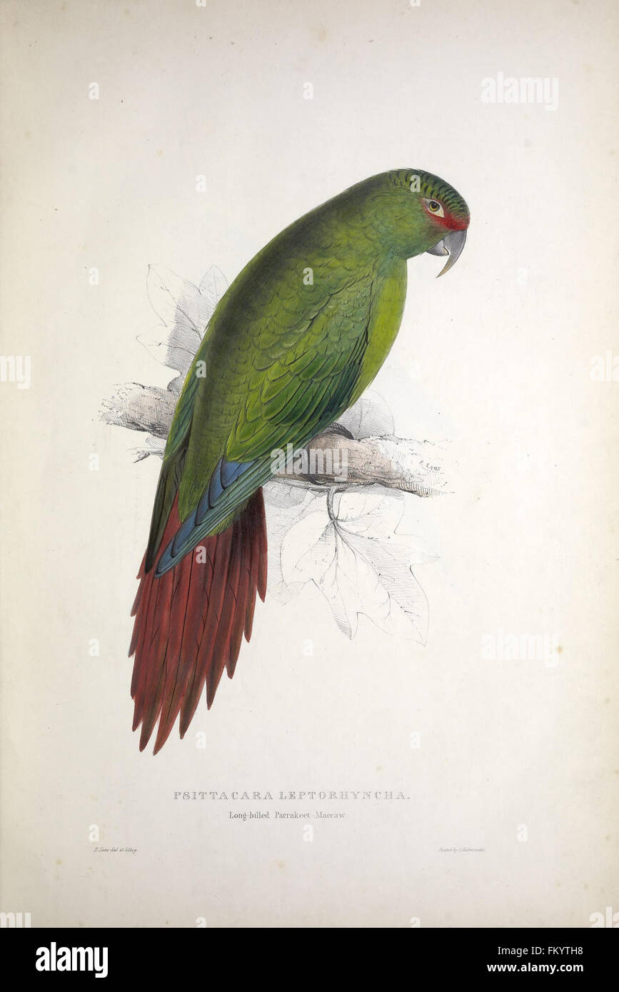 This plate from 'Illustrations of the Family of Psittacidae, or Parrots ...