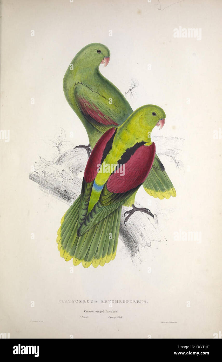 This work features illustrations of various species of parrots from the ...