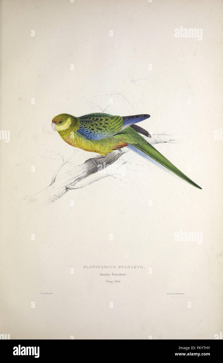 Plate 24 from 'Illustrations of the Family of Psittacidae' features ...