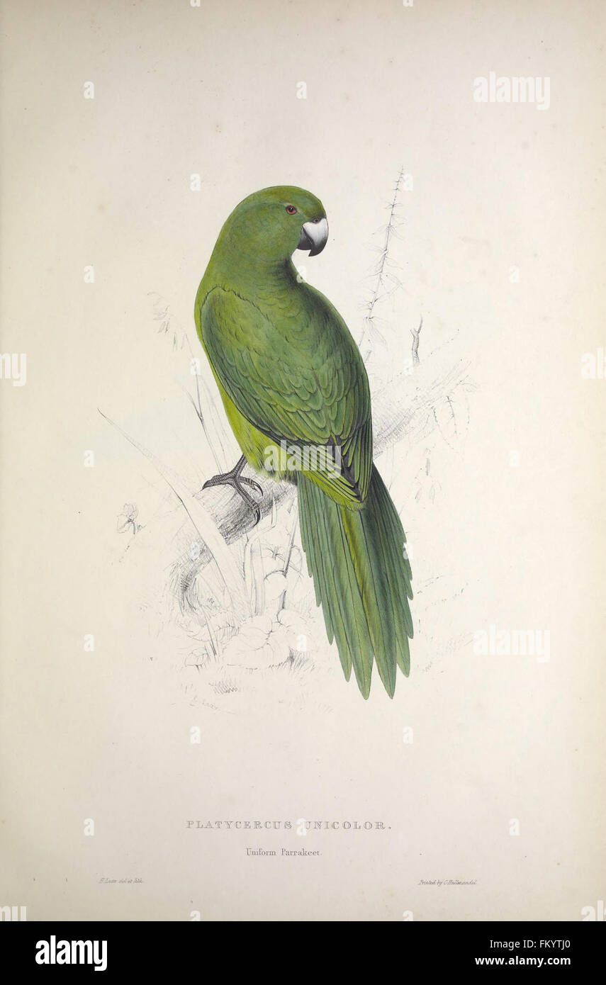 An illustrated work depicting various species within the parrot family ...