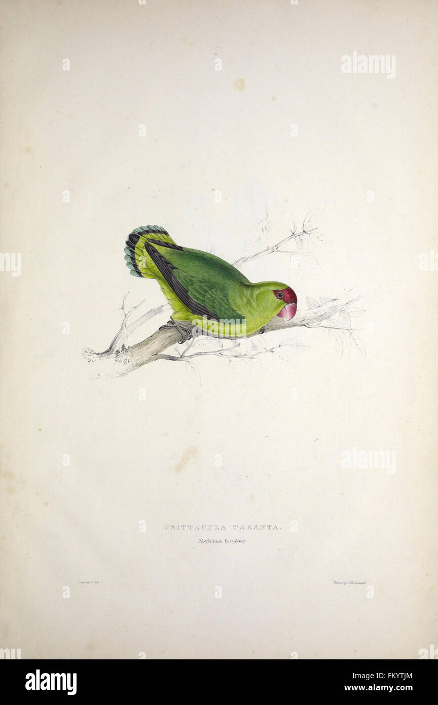 An illustration of various parrot species from the Psittacidae family ...