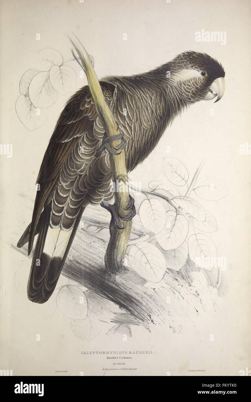 This plate from 'Illustrations of the family of Psittacidae' features ...