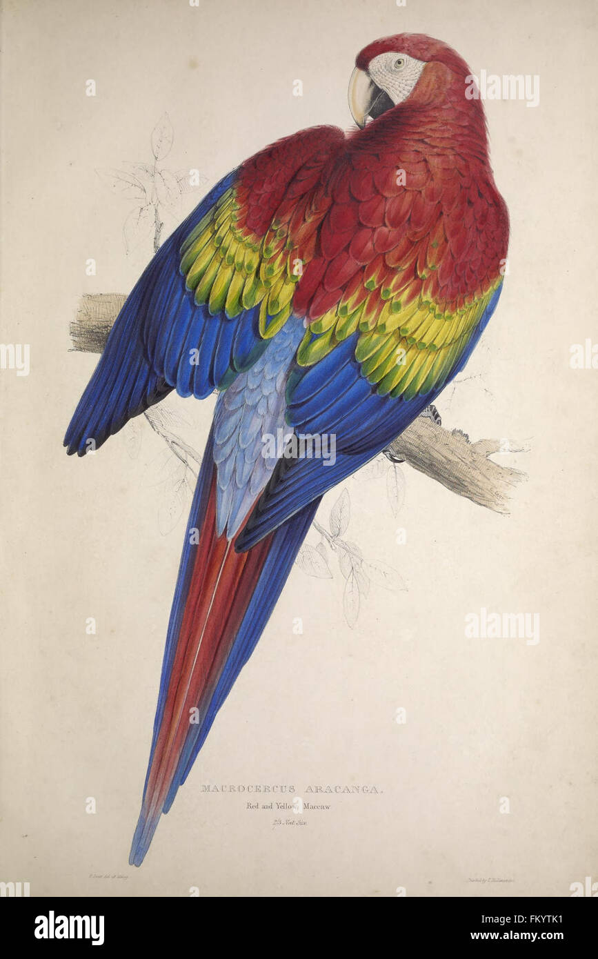 This plate features various species of parrots from the Psittacidae ...