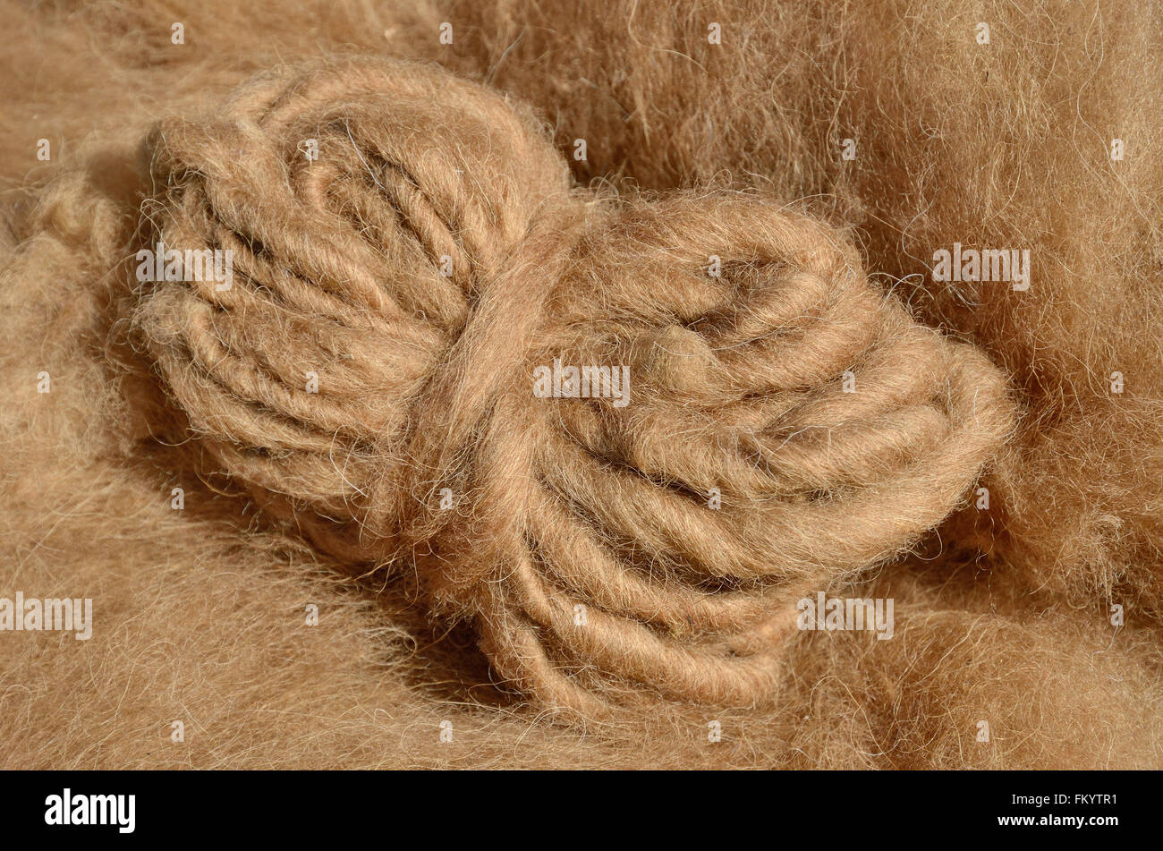 Sheeps with wool hi-res stock photography and images - Alamy