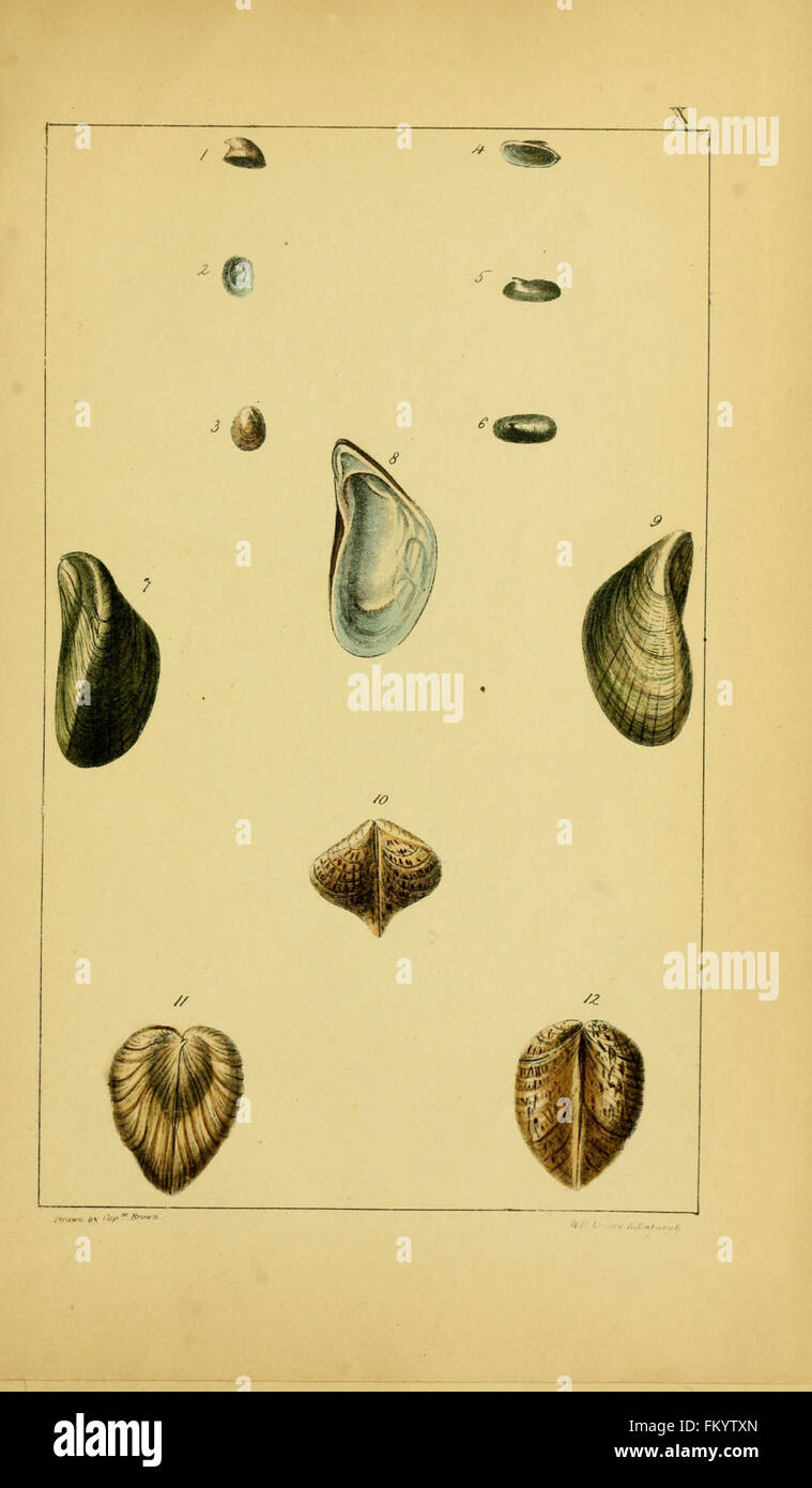 An illustration from a work on the land and freshwater mollusks of ...