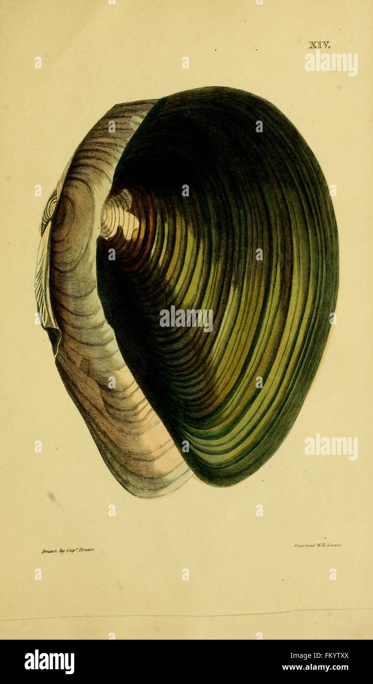 An illustration from a work on land and freshwater mollusks of Great ...