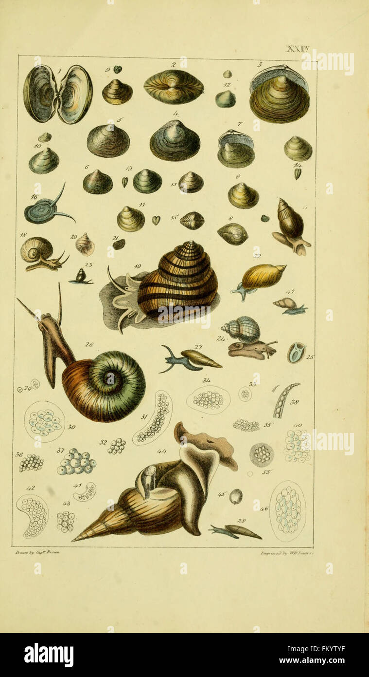 Illustration of land and freshwater mollusks from Great Britain and ...