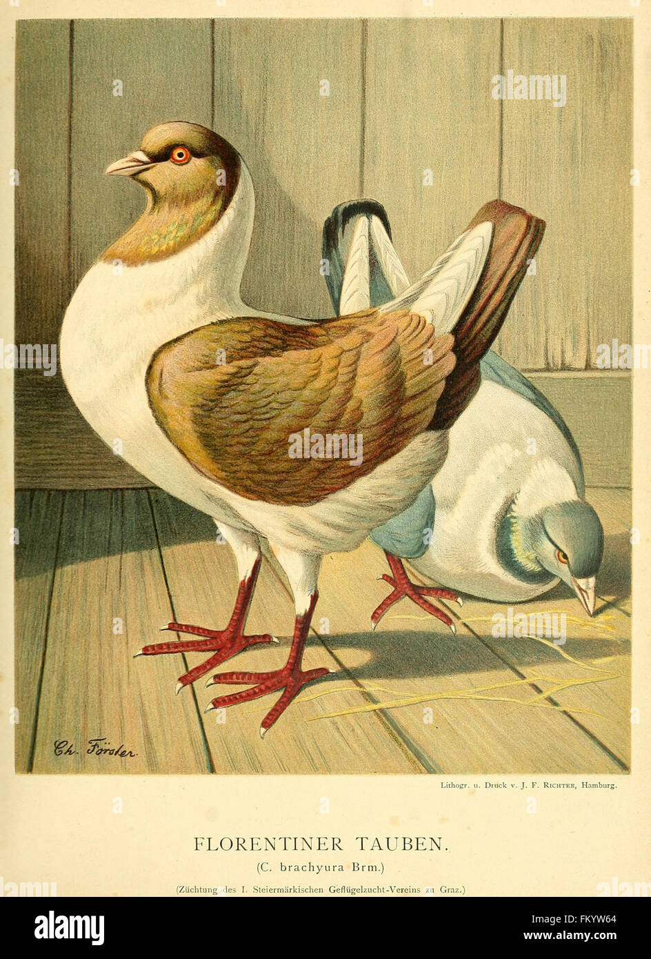 This illustrated work on pigeons offers detailed depictions of pigeon ...