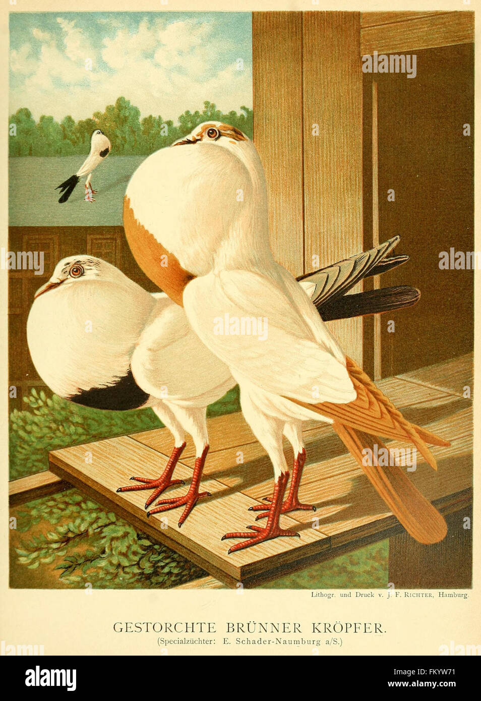 This illustrated work showcases various pigeon breeds, with Plate 41 ...