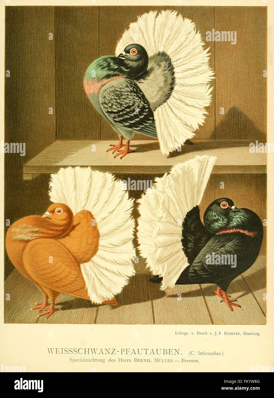 Different types of pigeons hi-res stock photography and images - Alamy