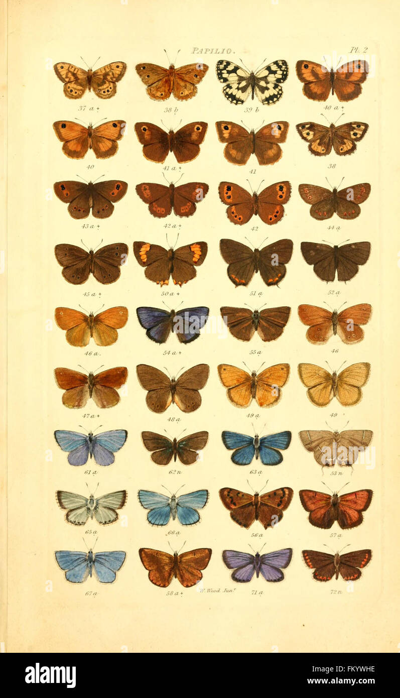 Plate 2 from *Index Entomologicus* displays illustrated figures of ...