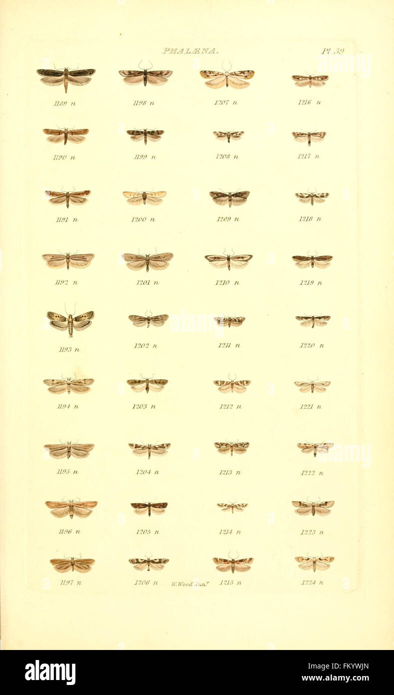 This illustration from 'Index Entomologicus' features a detailed catalog of Lepidoptera ...