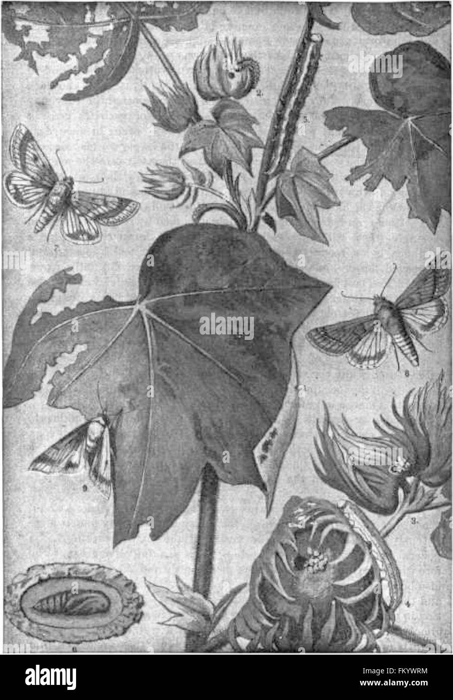 Insects affecting the cotton plant (1897 Stock Photo - Alamy