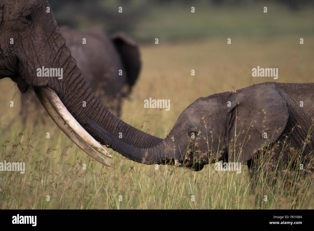 Elephant and calf touch trunks Stock Photo - Alamy