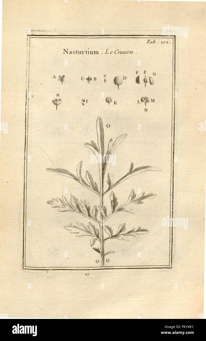 This botanical illustration by Joseph Pitton Tournefort presents plants ...