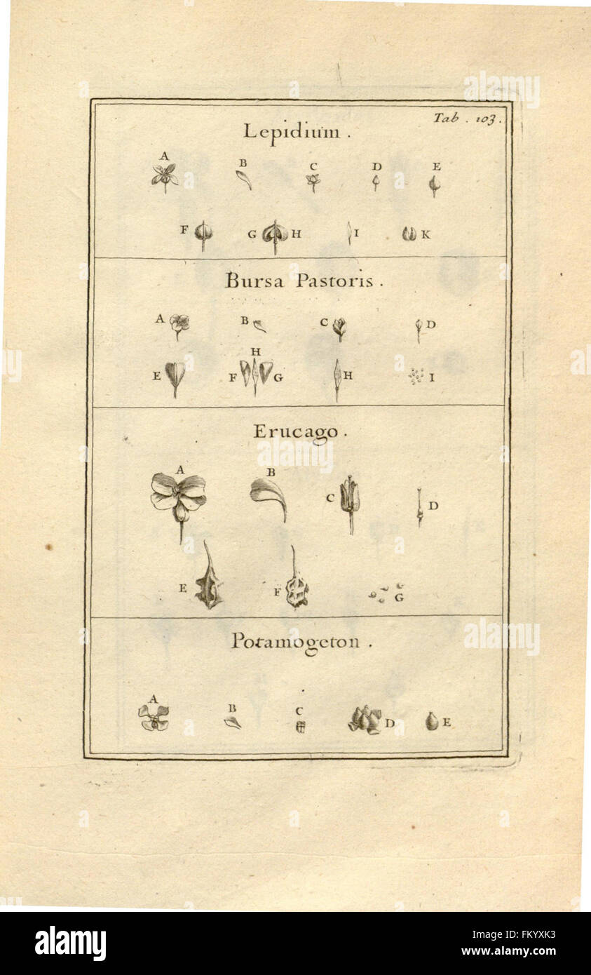 An illustration from Joseph Pitton Tournefort's 'Institutiones Rei ...