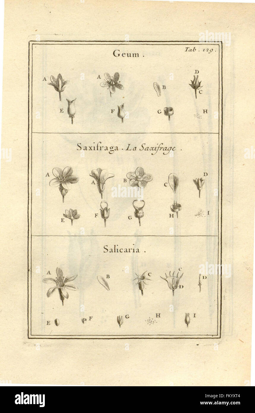 A botanical illustration from Joseph Pitton de Tournefort's ...