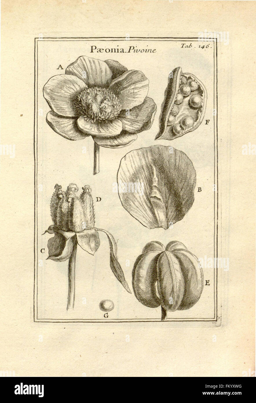 This plate from Joseph Pitton Tournefort's 'Institutiones rei herbariæ ...