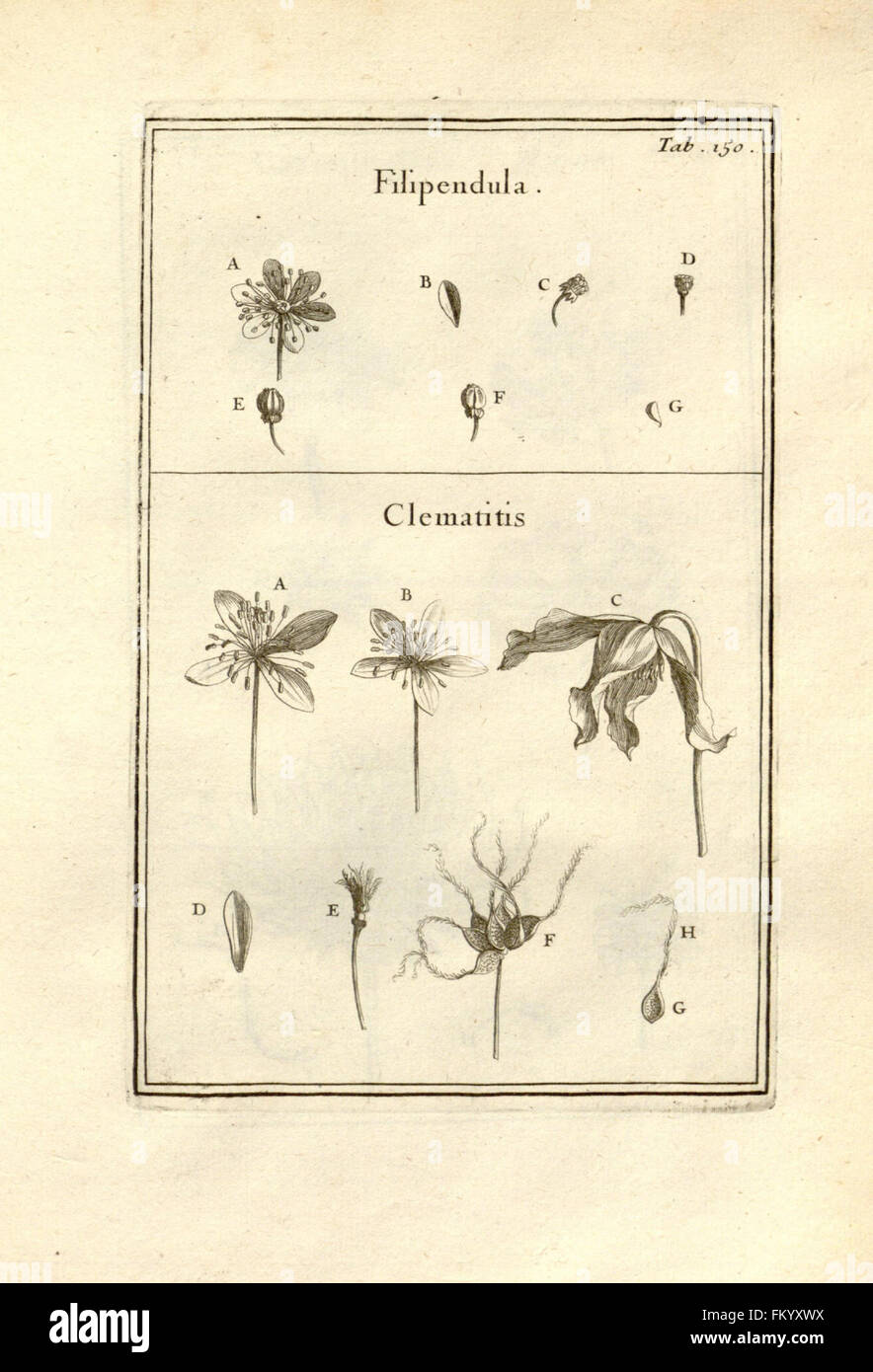 A pre-Linnean botanical work by Joseph Pitton Tournefort, illustrating ...