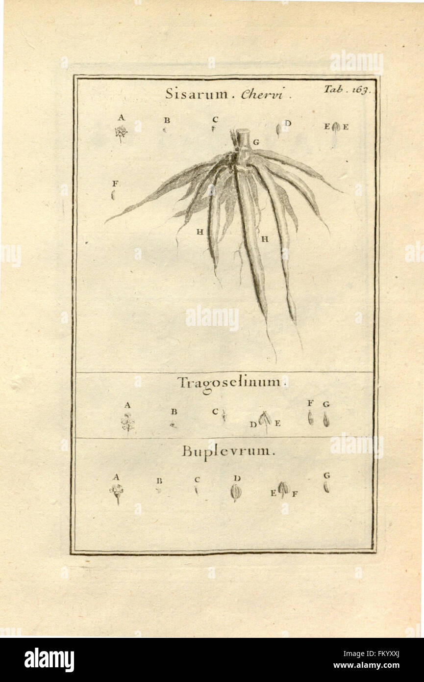 This pre-Linnean botanical work by Joseph Pitton Tournefort provides a ...
