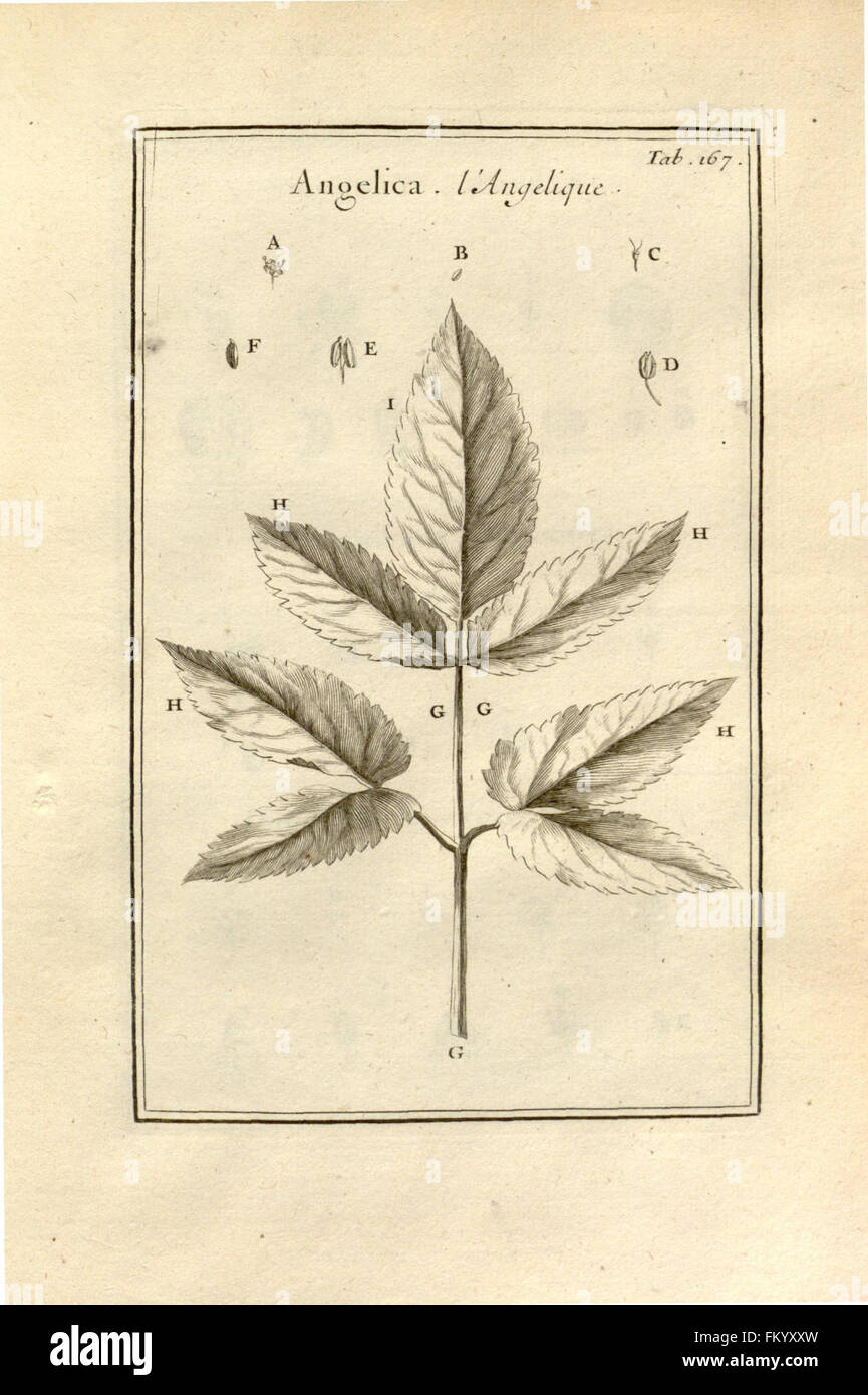 *Institutiones Rei Herbariæ* (Tab. 167) by Joseph Pitton de Tournefort ...