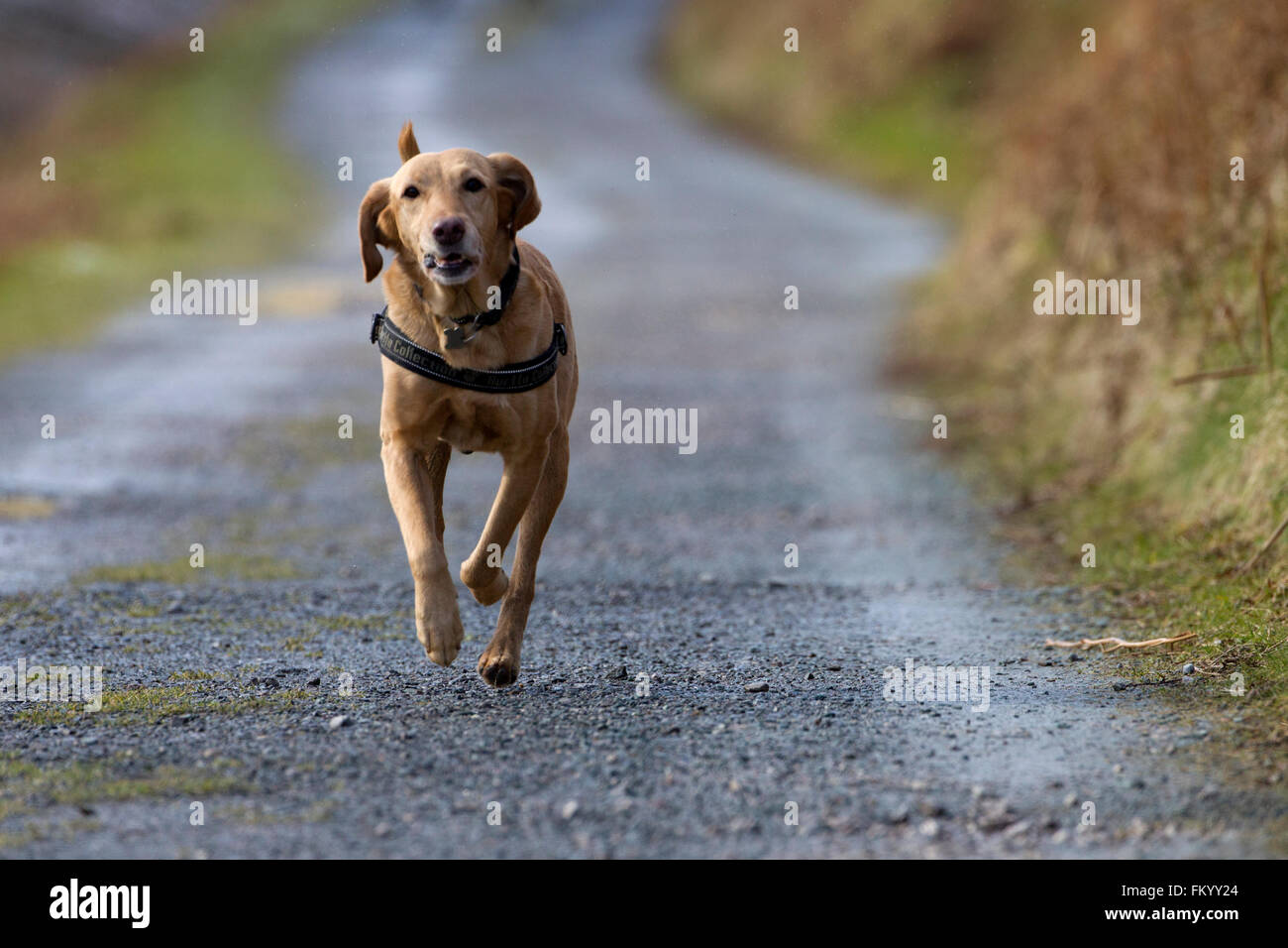 Happy Labrador dog runs on a path Stock Photo - Alamy