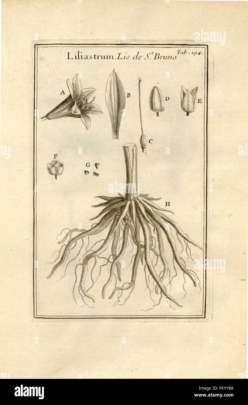 Tab. 194 from 'Institutiones Rei Herbariæ' by Joseph Pitton de ...