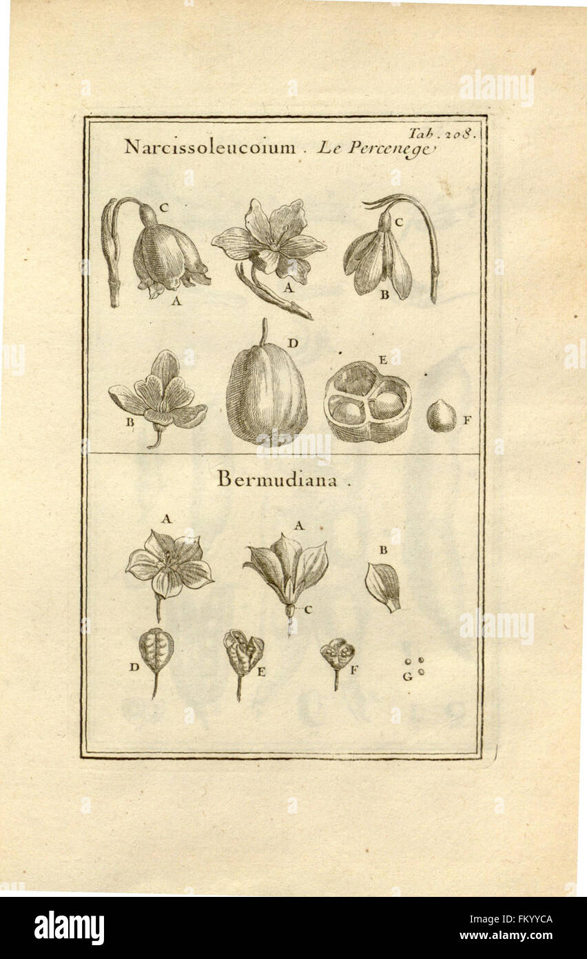 An illustration from 'Institutiones Rei Herbariæ' by Joseph Pitton de ...