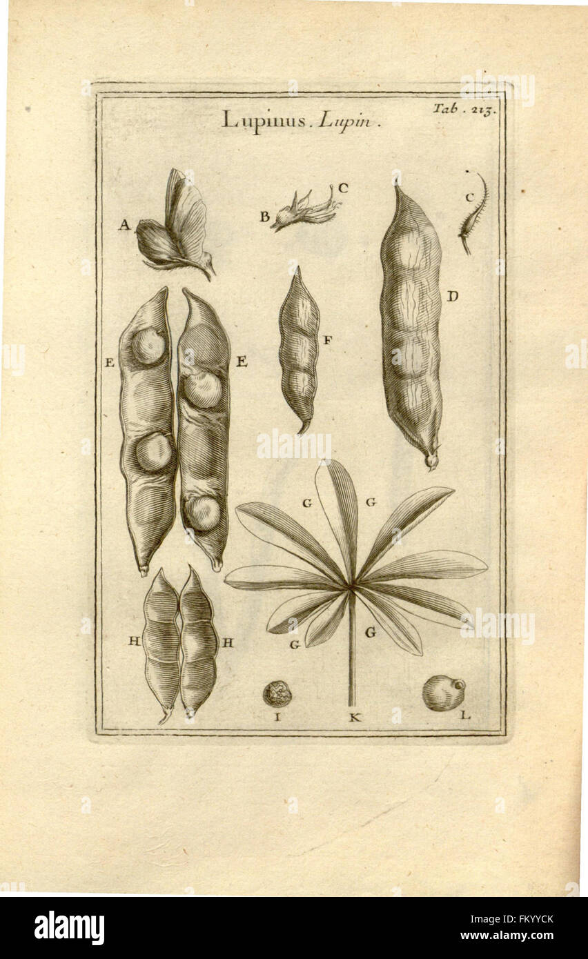 Josephi Pitton Tournefort ... Institutiones rei herbariC3A6 (Tab. 213 ...