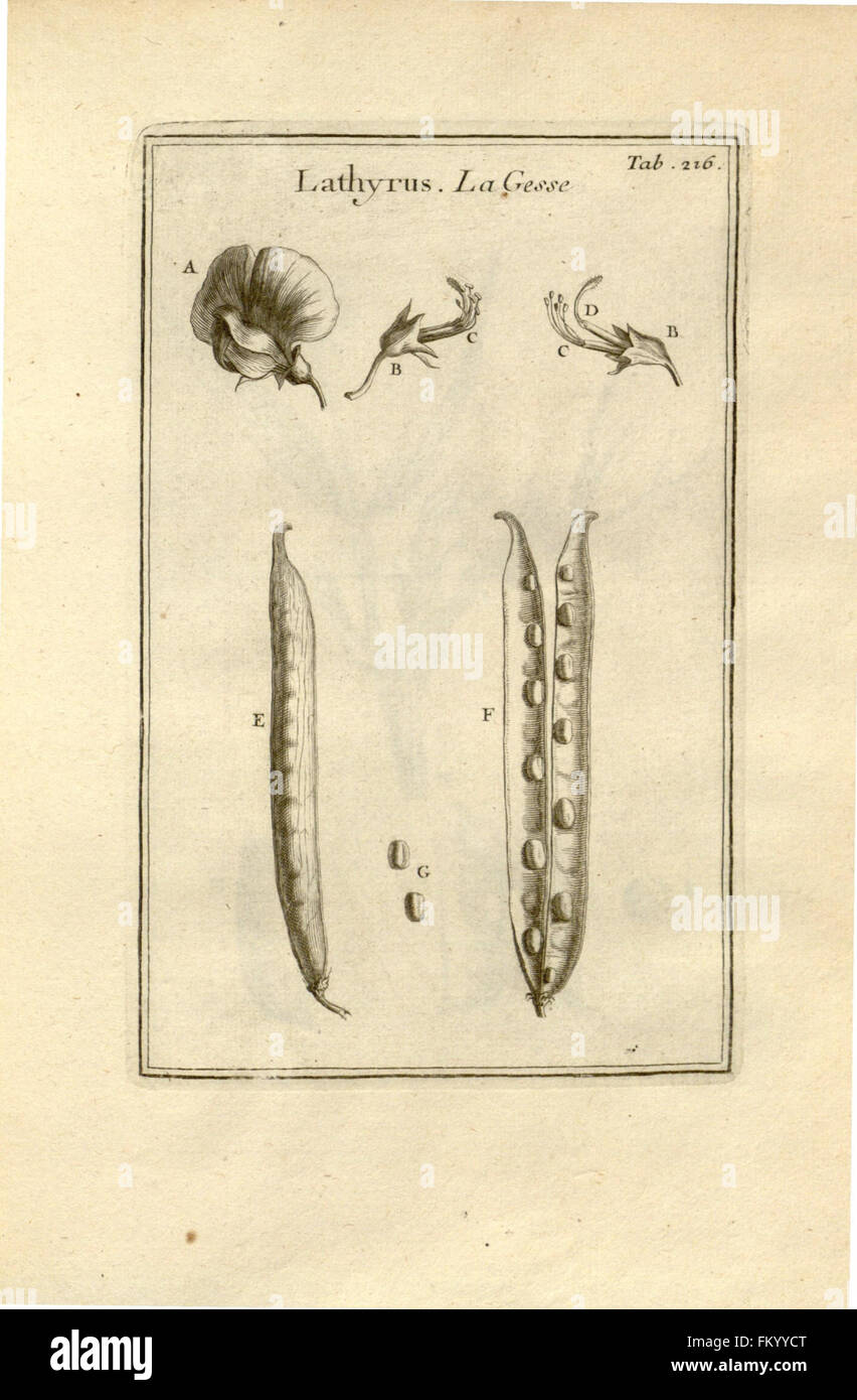 Tab. 216 from Tournefort's 'Institutiones rei herbariæ' presents early ...