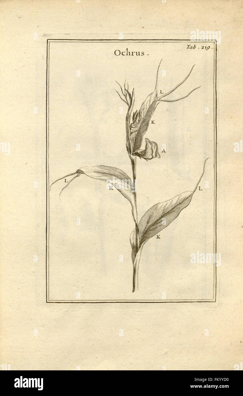 This work by Joseph Pitton de Tournefort is a botanical study ...