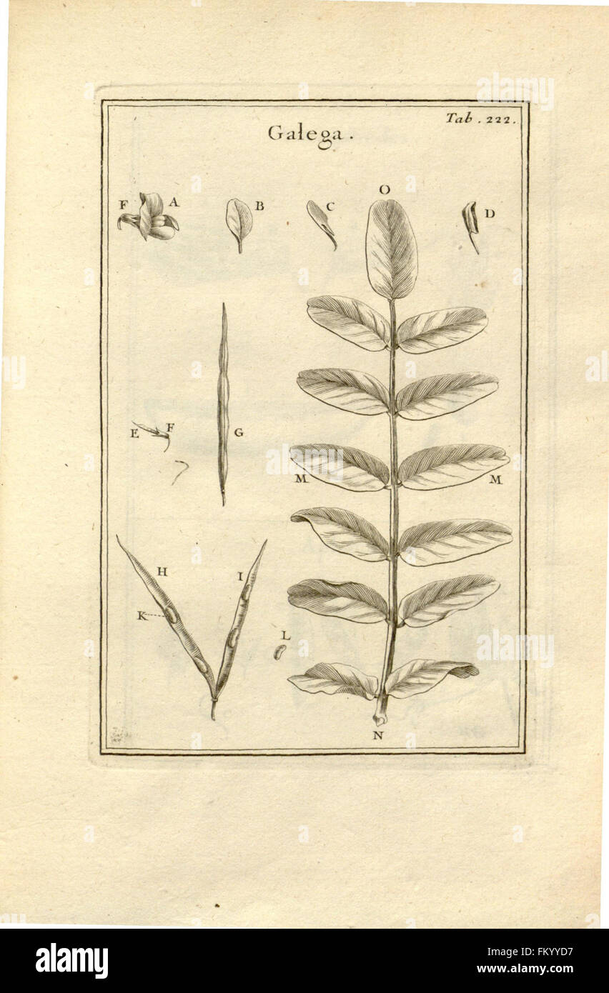 Josephi Pitton Tournefort ... Institutiones rei herbariC3A6 (Tab. 222 Stock Photo - Alamy
