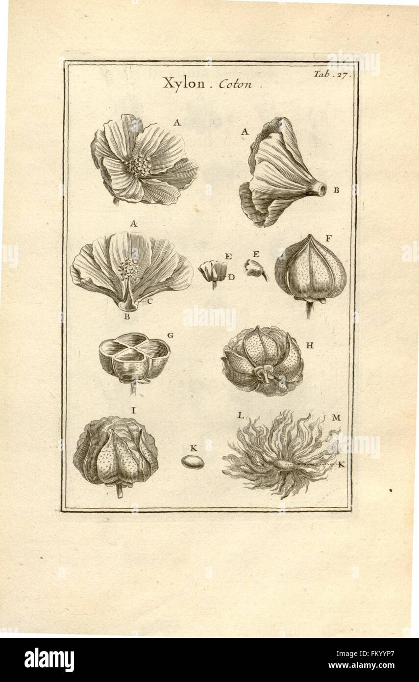 An illustration from Joseph Pitton de Tournefort's 'Institutiones rei ...