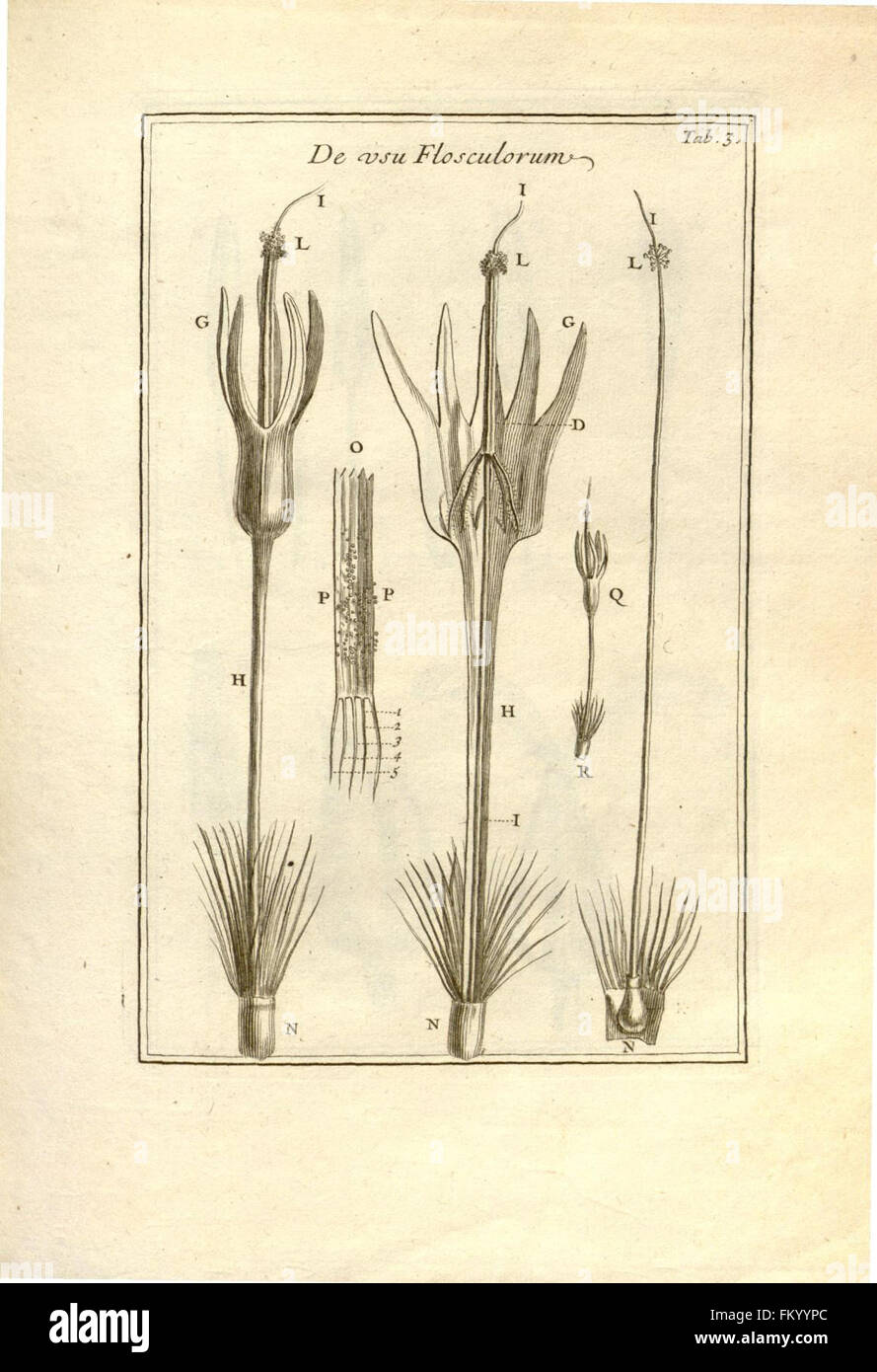 A botanical work by Joseph Pitton de Tournefort, focusing on the ...