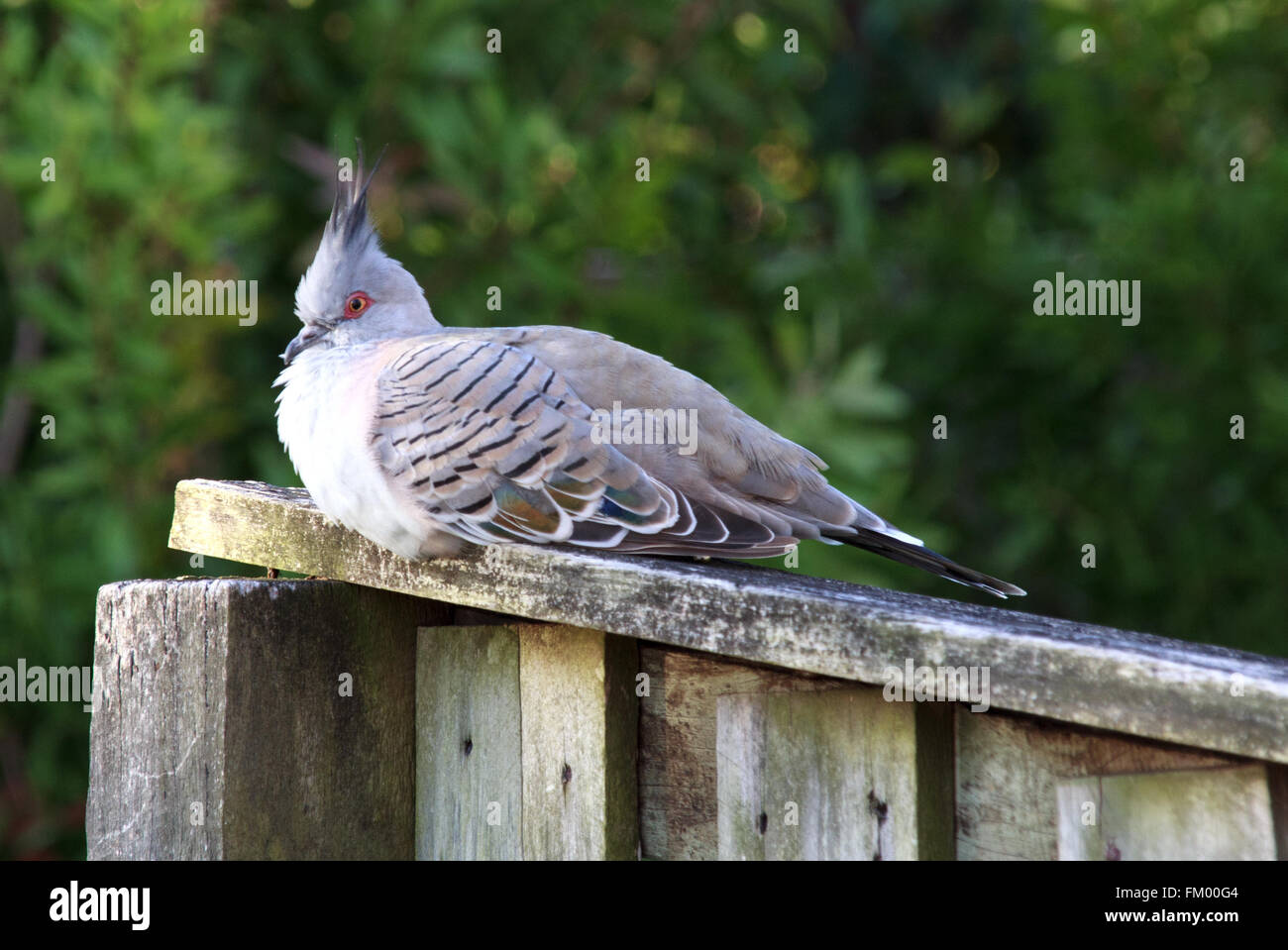 Common crowned pigeon hi-res stock photography and images - Alamy