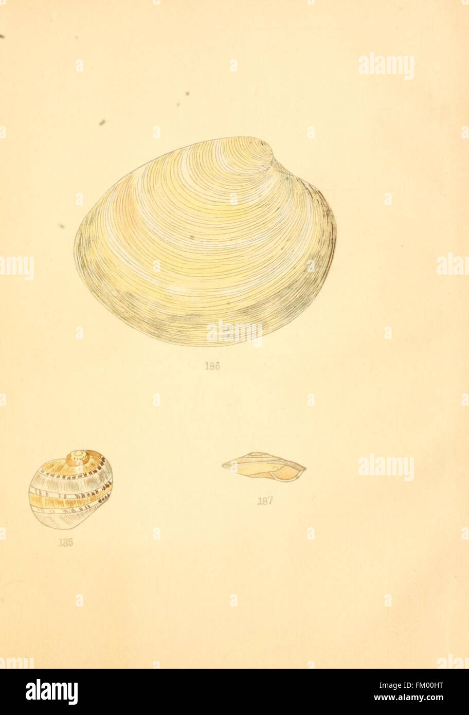 The Kaisenshu catalog features a collection of mollusks and shells from ...