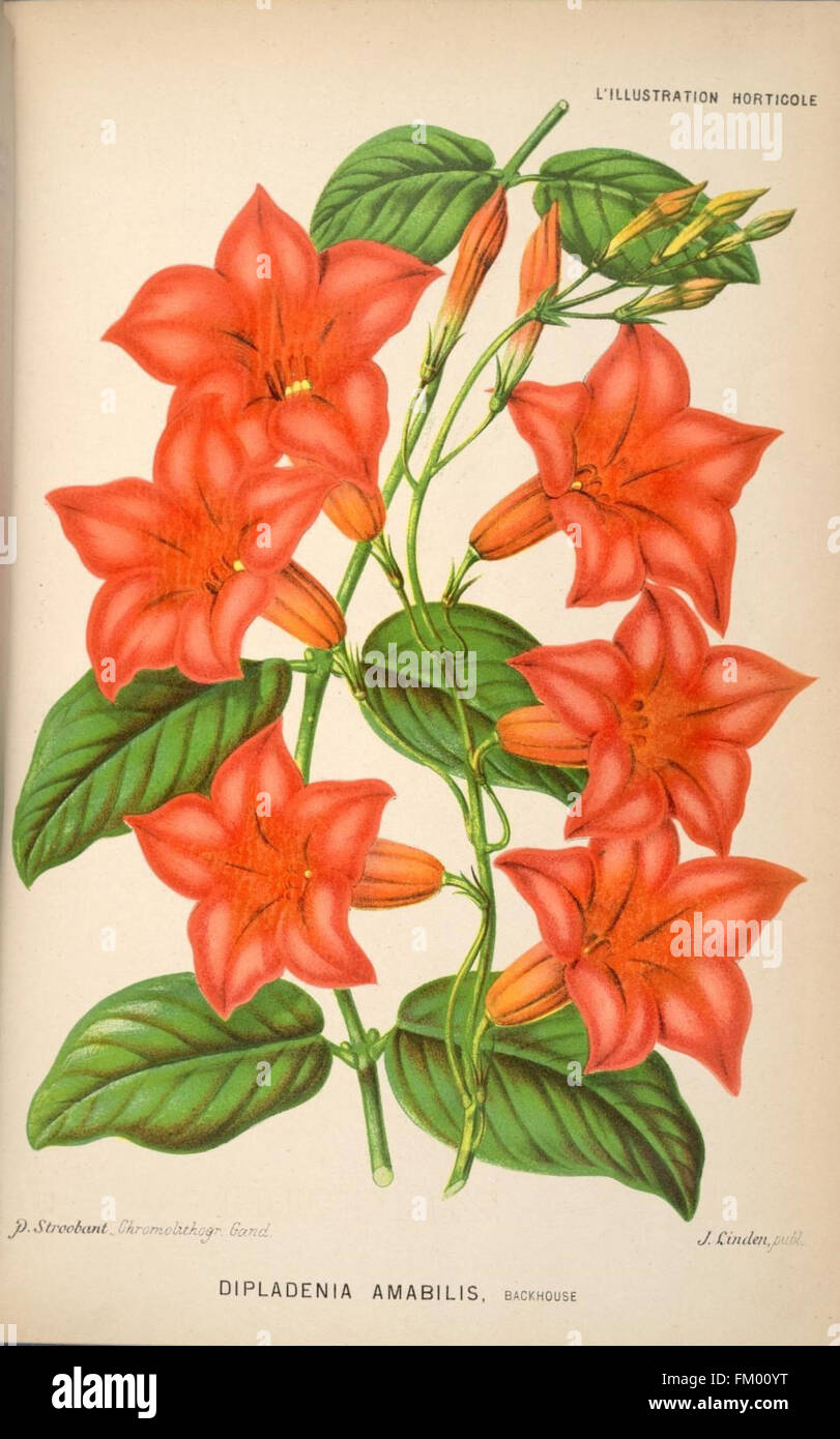'L'Illustration Horticole' is a French horticultural journal showcasing ...