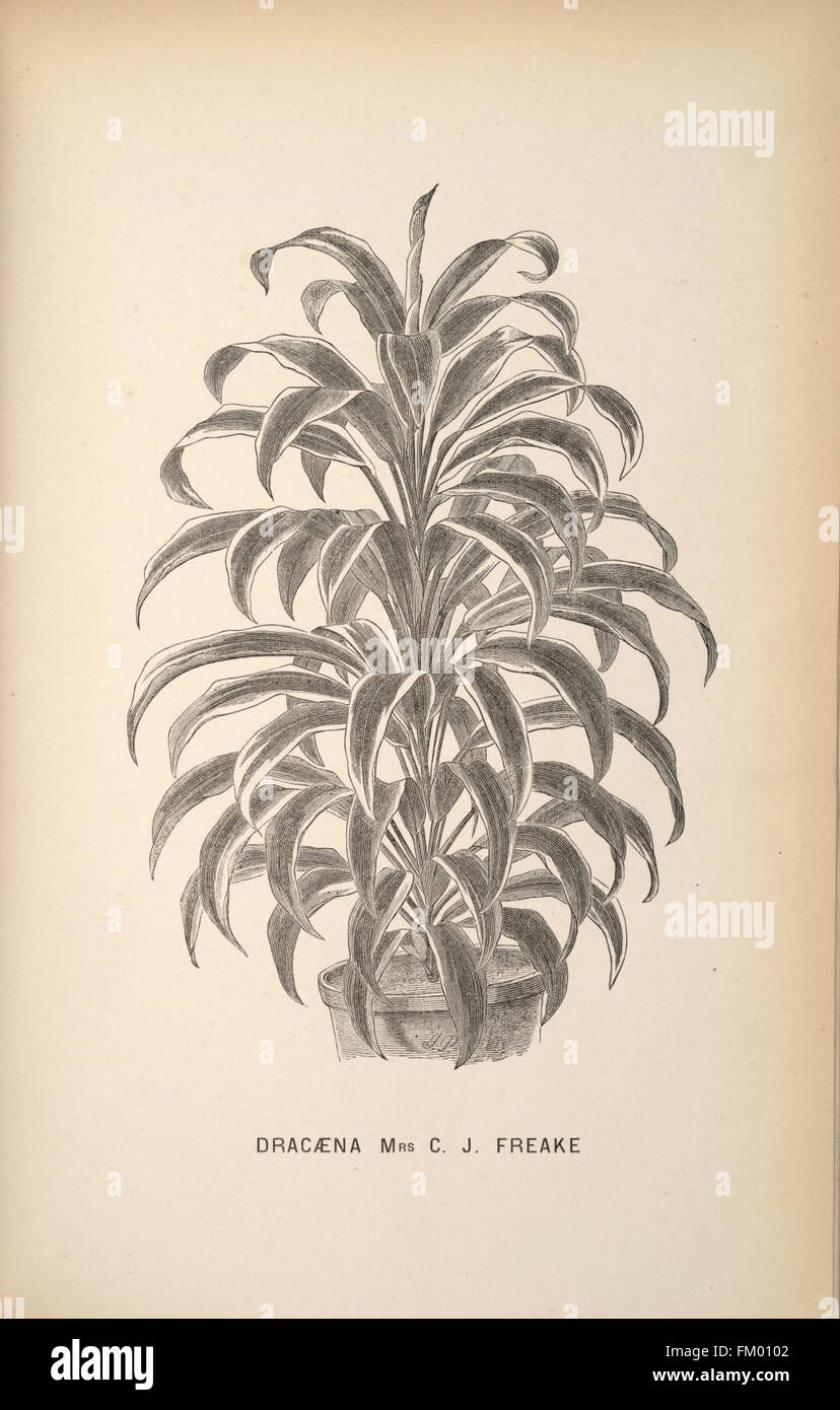 This work focuses on horticultural illustration, showcasing plants and ...
