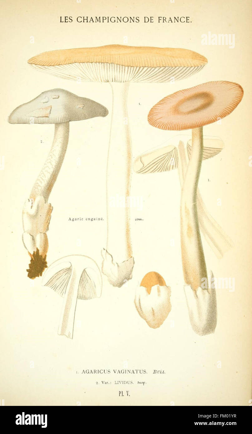 Guide de champignons hi-res stock photography and images - Alamy