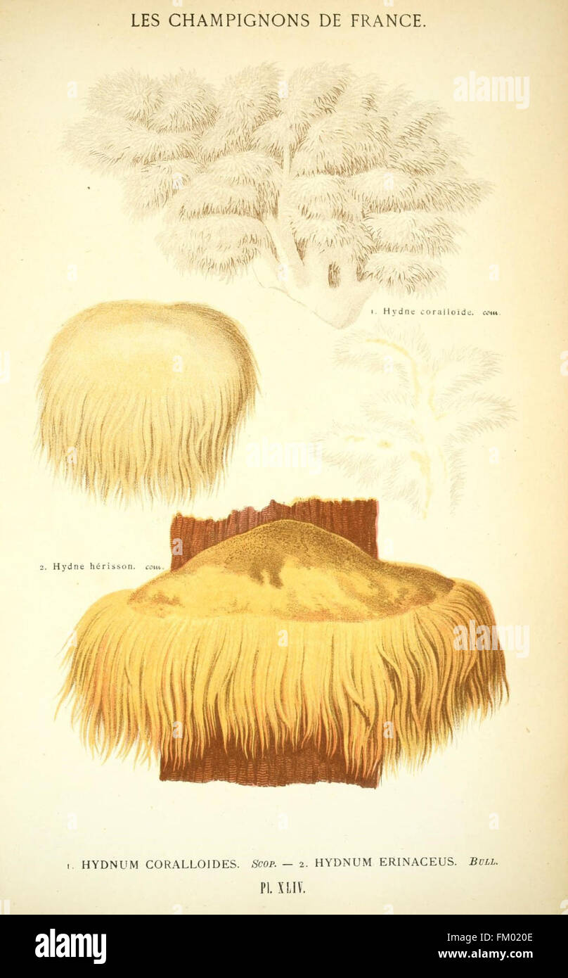 'Les Champignons de la France' is a comprehensive work on the fungi of ...