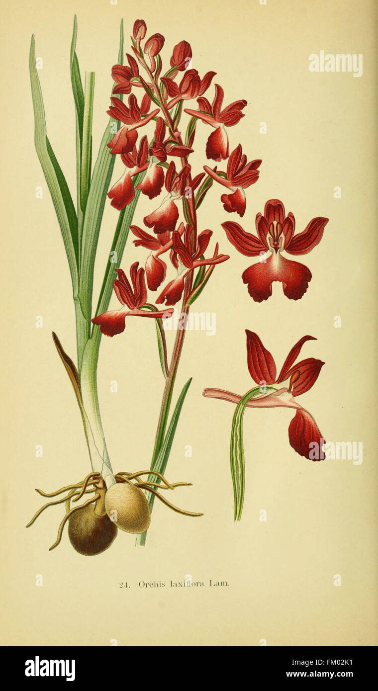 This illustration shows the basic forms of orchid species native to ...