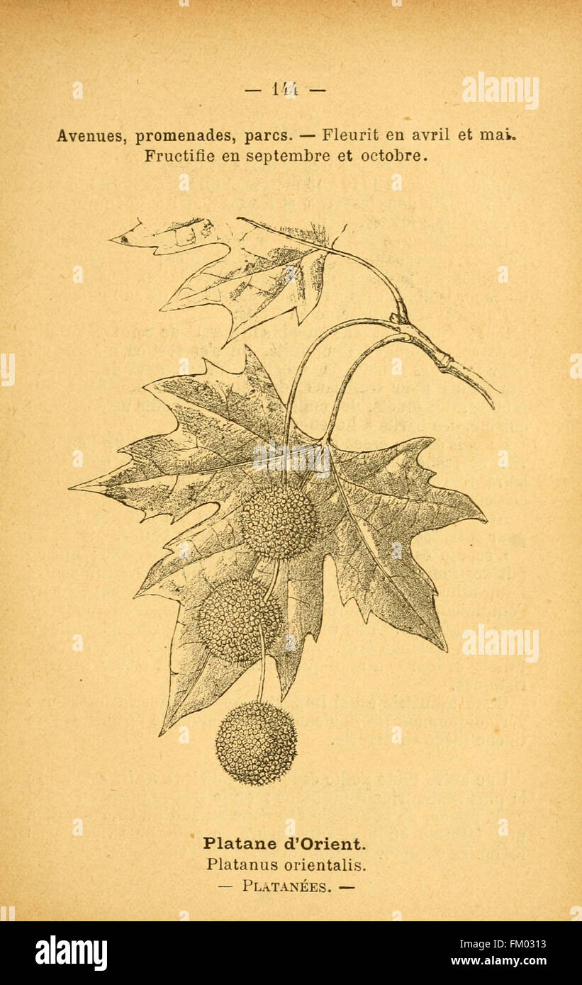 This pocket atlas features plants from fields, meadows, and woods ...