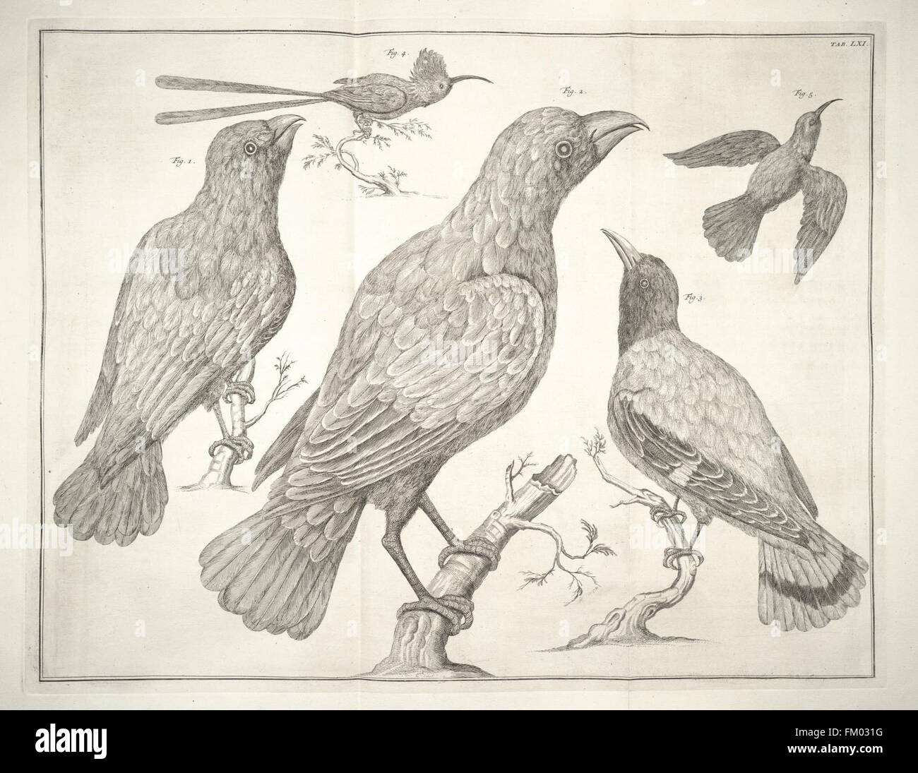 This early natural history work features detailed descriptions and ...