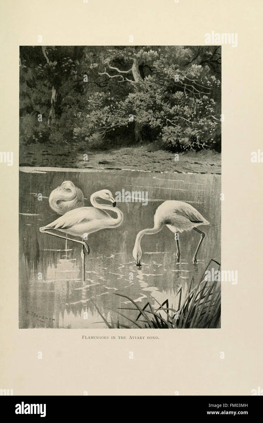 Lord Lilford on birds (Plate 10 Stock Photo - Alamy