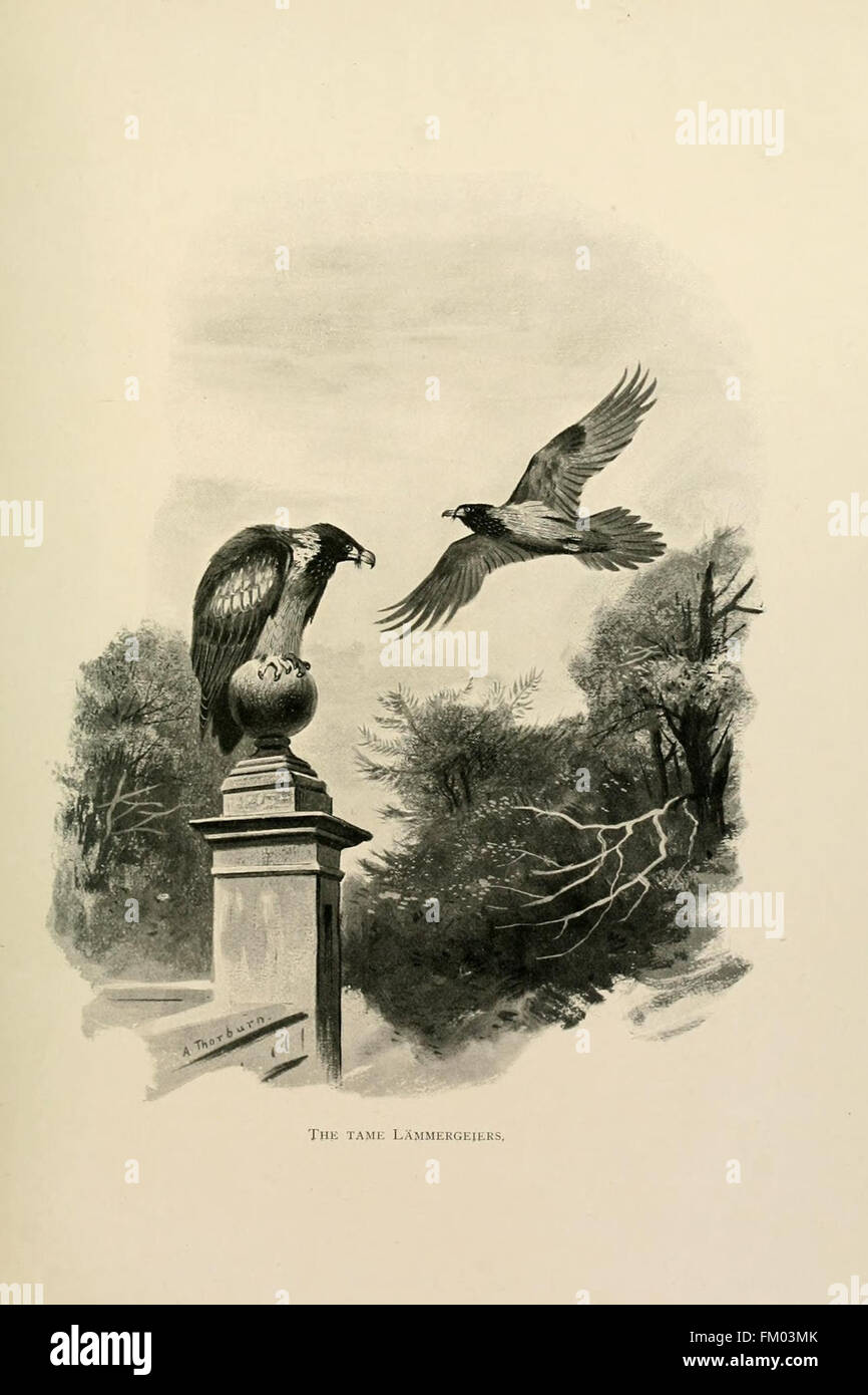 Lord lilford on birds hi-res stock photography and images - Alamy
