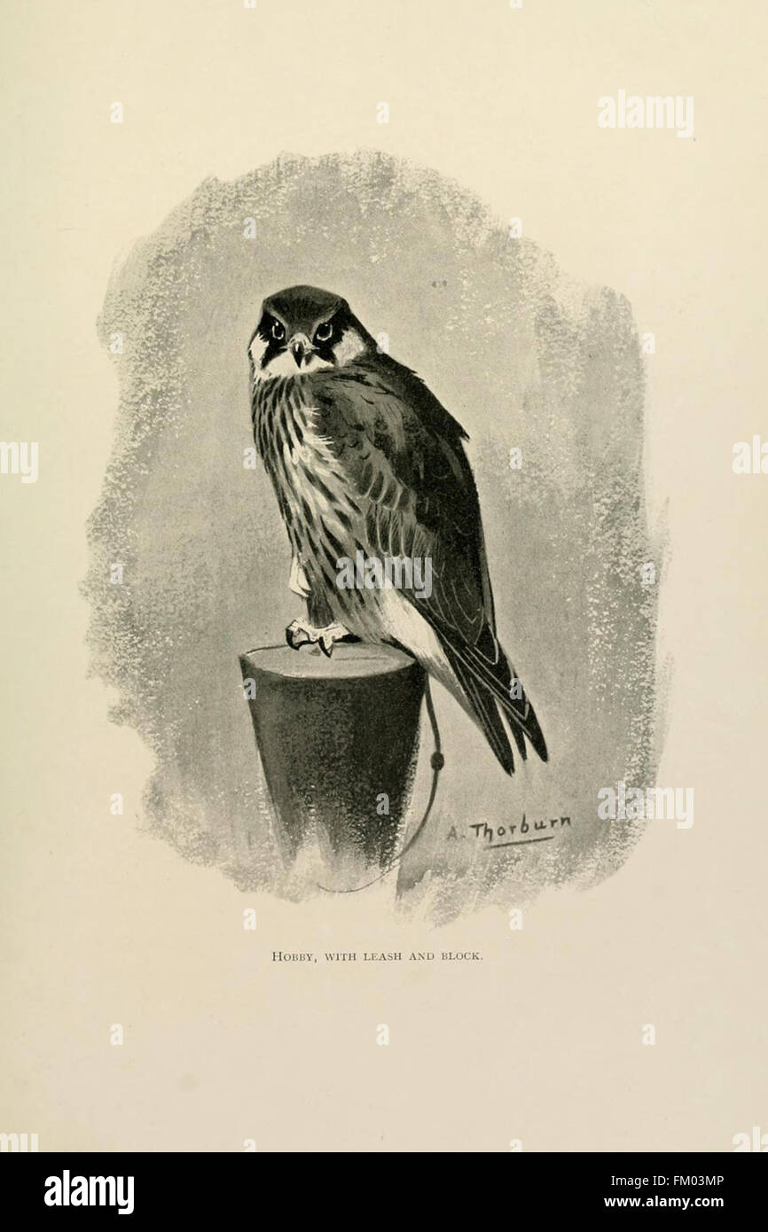'Lord Lilford on Birds' presents illustrations of bird species studied ...