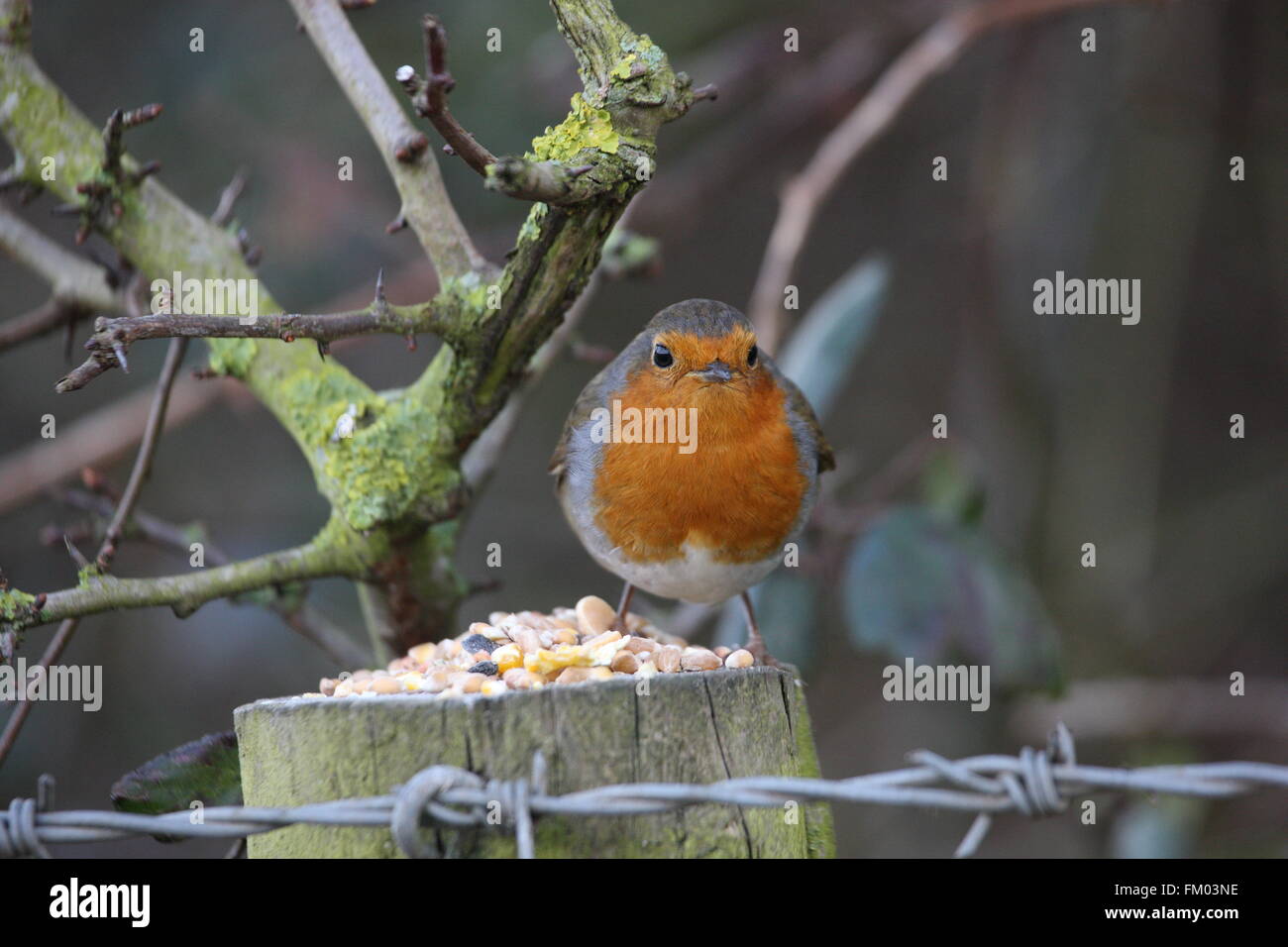 robin sitting on a fence post looking at the camera Stock Photo - Alamy