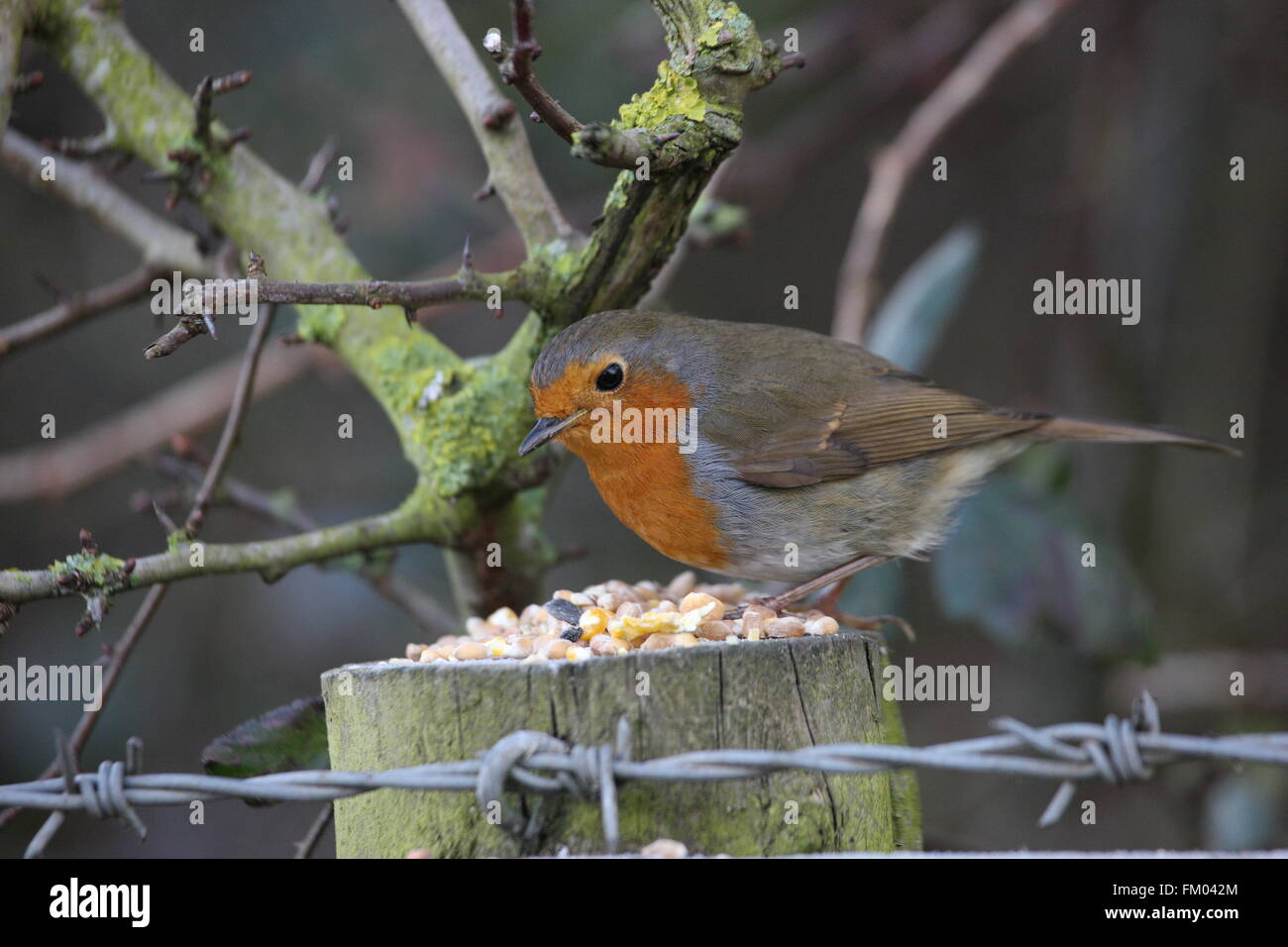 robin sitting on a fence post Stock Photo - Alamy